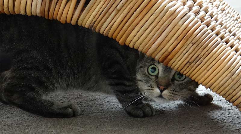 Katze-hat-Angst • Couchcats.de