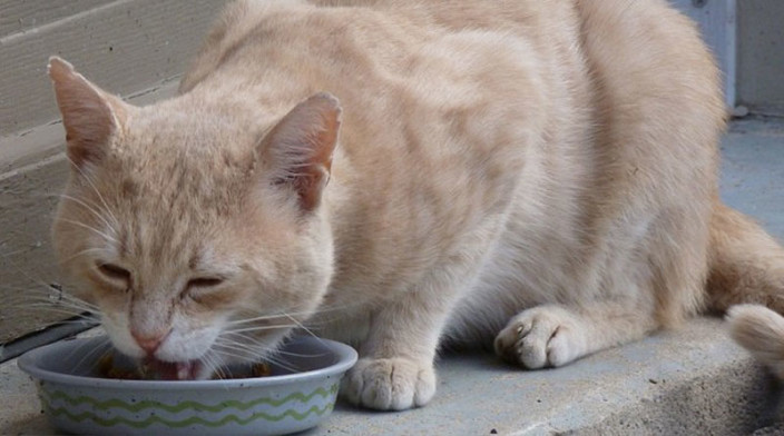 Katze-frisst-aus-Napf • Couchcats.de