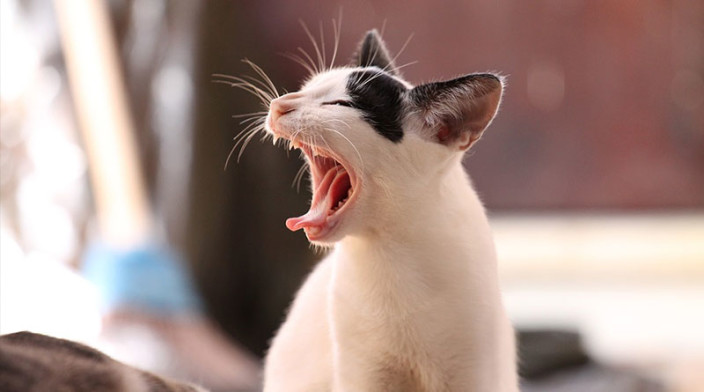 Katzen-Gebiss • Couchcats.de